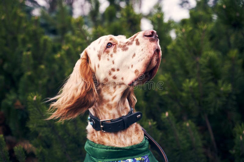 Brown Dog with Spots on Muzzle Hanging Curly Ears Stock Photo - Image ...