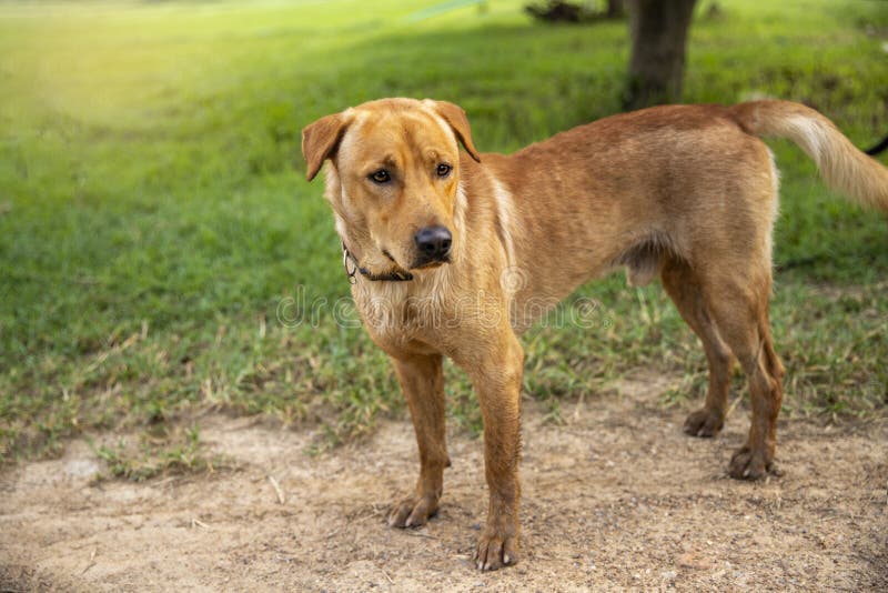 A Brown Dog Standing and Looking Forward in a Summer Day Stock Image ...