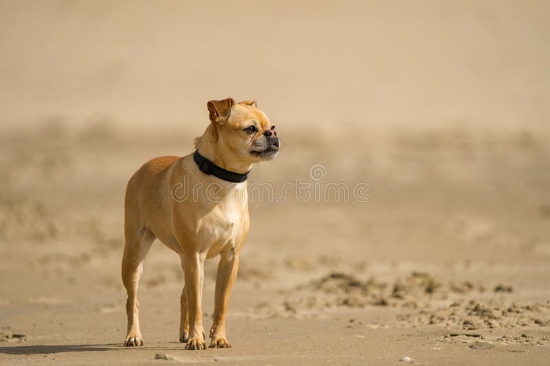 Brown Dog Standing on Top of a Sandy Beach Stock Photo - Image of brown ...