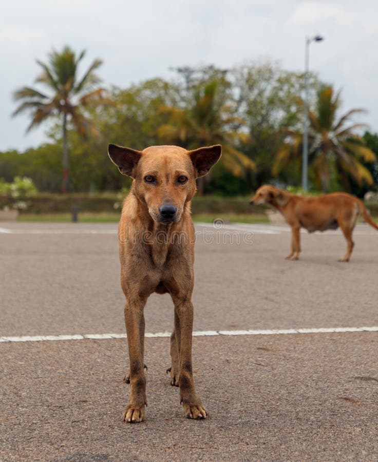 A Brown Dog Stands on a Road in Front of a Palm Tree Stock Photo ...