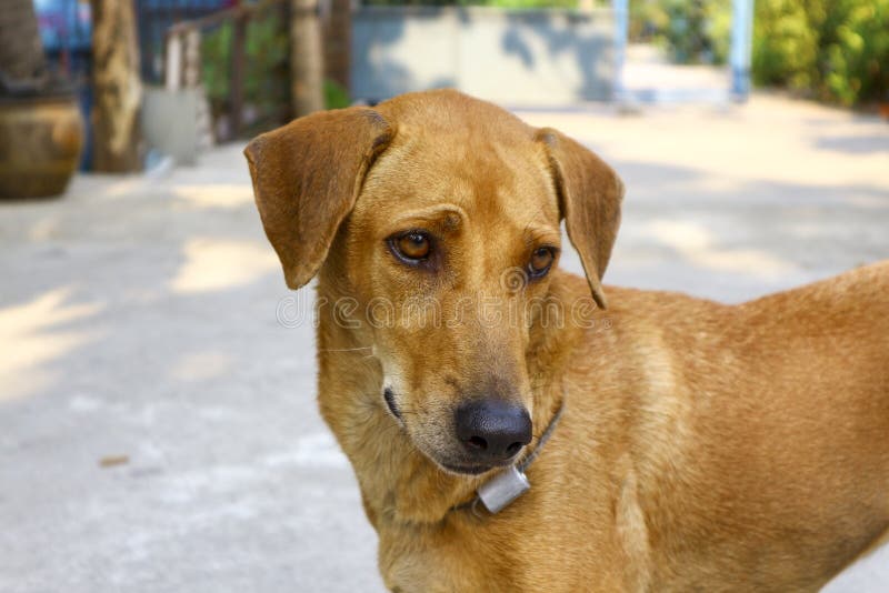 A Brown Dog Standing on a Funny Face Stock Photo - Image of alone, cute ...