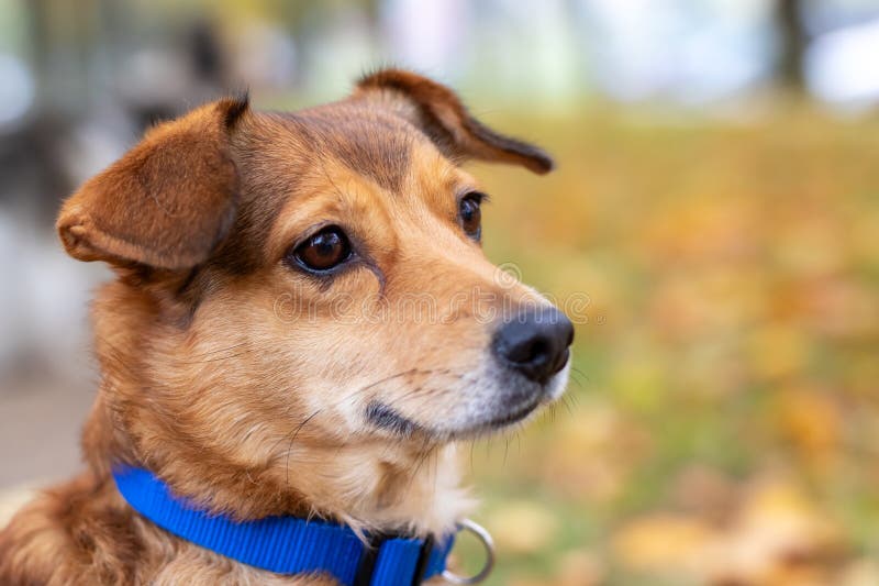 A Brown Dog that is Wearing a Blue Collar is Looking Directly at the ...