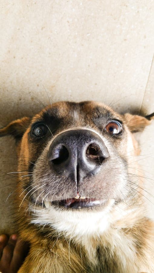 Brown Doggy with a Little Smile in Face Stock Photo - Image of animal ...
