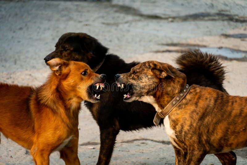 Dogs play fighting stock photo. Image of play, animal - 19417416