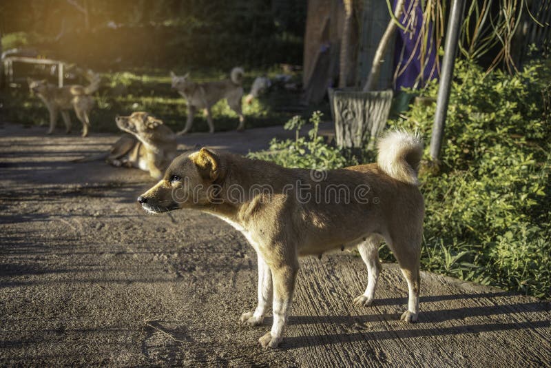 A Brown Dogs Standing with Sunlight on Springtime in Morning Stock ...