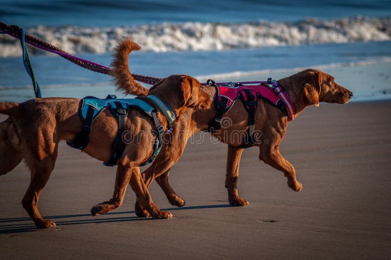 Two dogs walking together stock photo. Image of friendship - 27908150