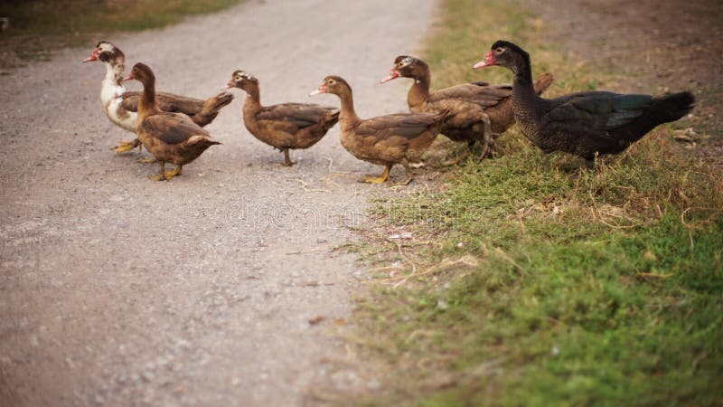 Brown Domestic Ducks Walk on a Country Road Stock Image - Image of ...