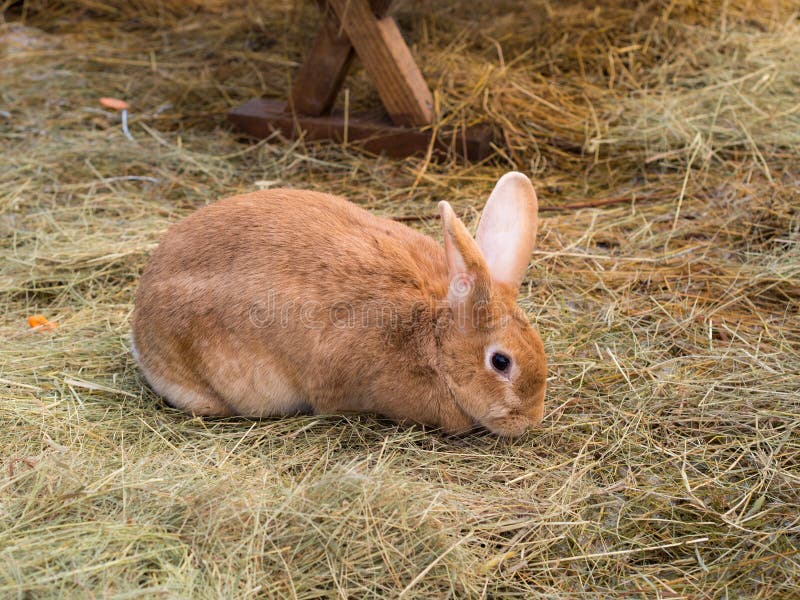 Brown Domestic Rabbit on the Hay Stock Photo - Image of brown, bunny ...