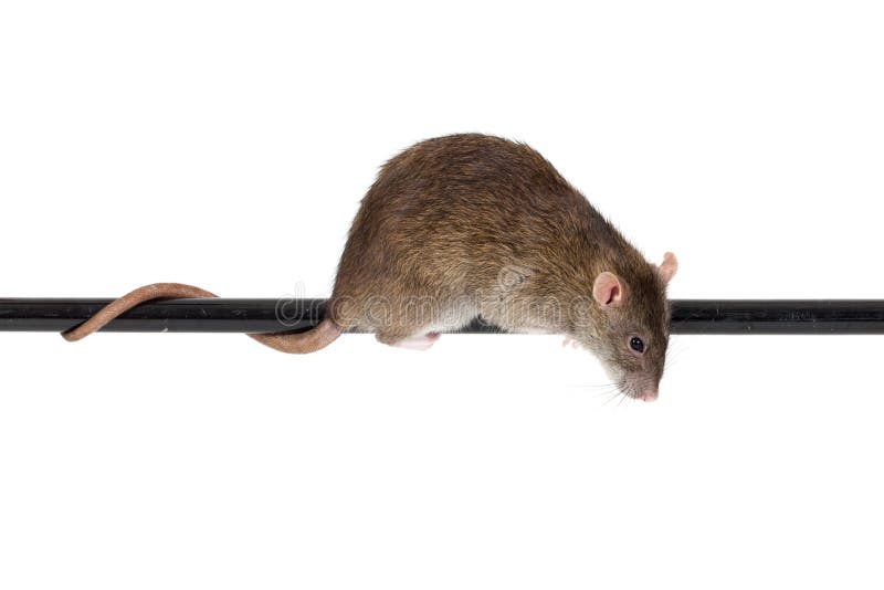 Cute domestic brown rat stock photo. Image of pest, parasitic - 17377118