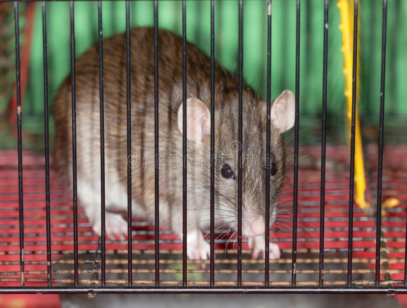 Brown domestic rat stock image. Image of wire, pets, house - 39734637