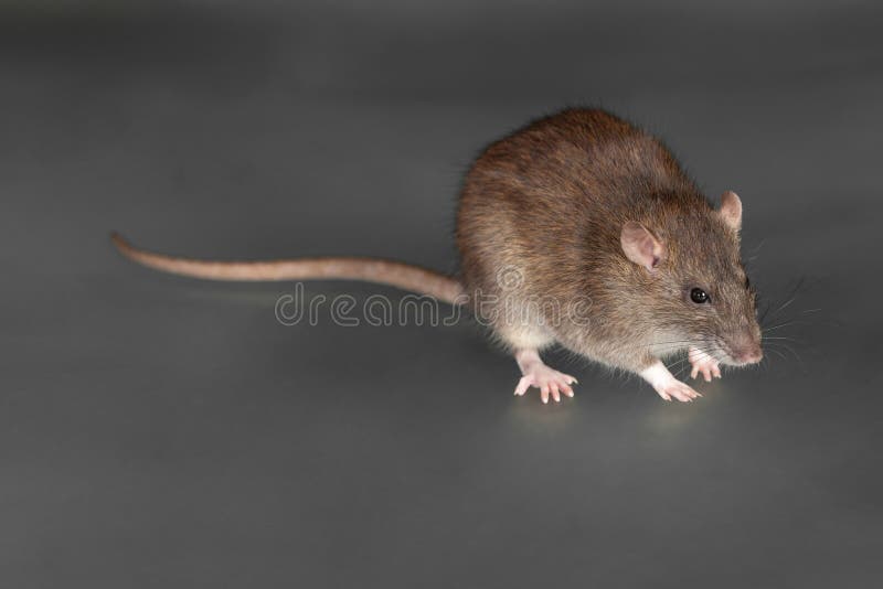 Brown domestic rat closeup stock photo. Image of whisker - 60754226