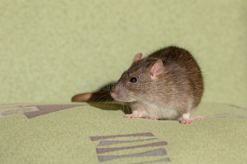 251 Rat Couch Stock Photos - Free & Royalty-Free Stock Photos from ...