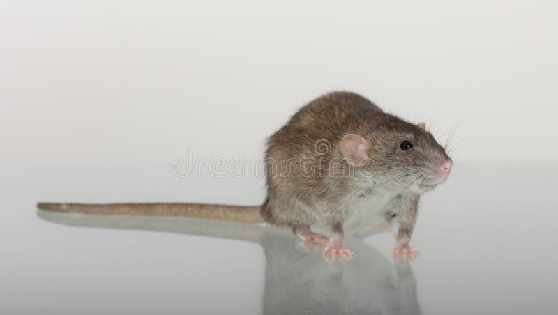 Brown domestic rat stock photo. Image of whisker, rodent - 41001386