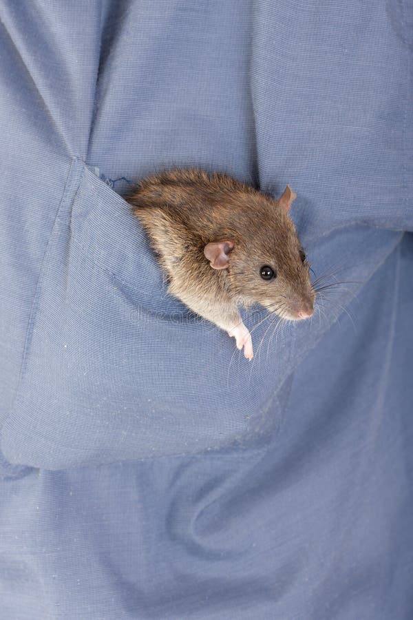 Brown domestic rat stock image. Image of baby, closeup - 76091869