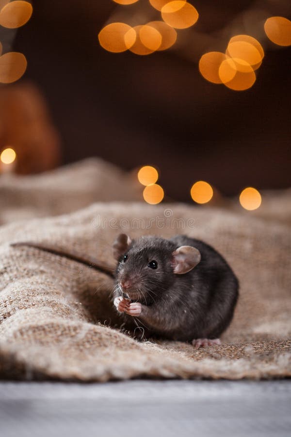 Brown domestic rat stock image. Image of domestic, autumn - 50443735