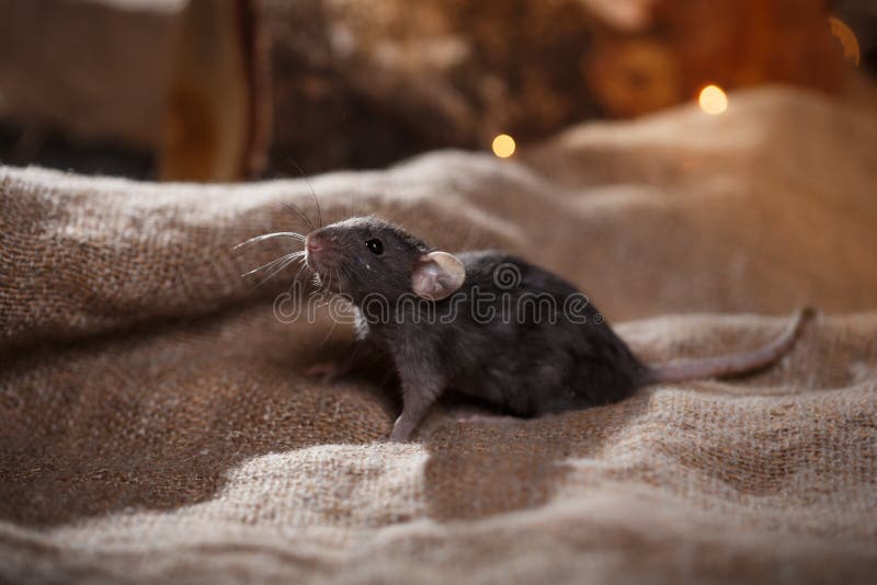 Brown domestic rat stock photo. Image of looking, hair - 50839536