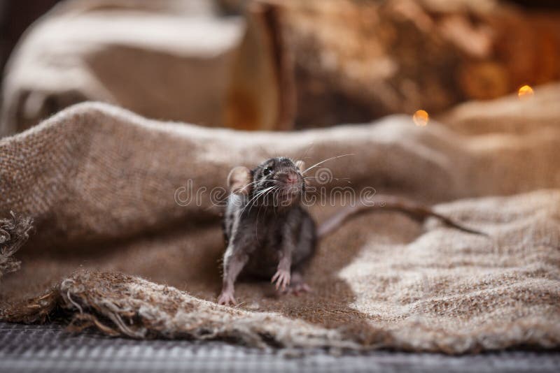 Brown domestic rat stock photo. Image of macro, control - 50443782