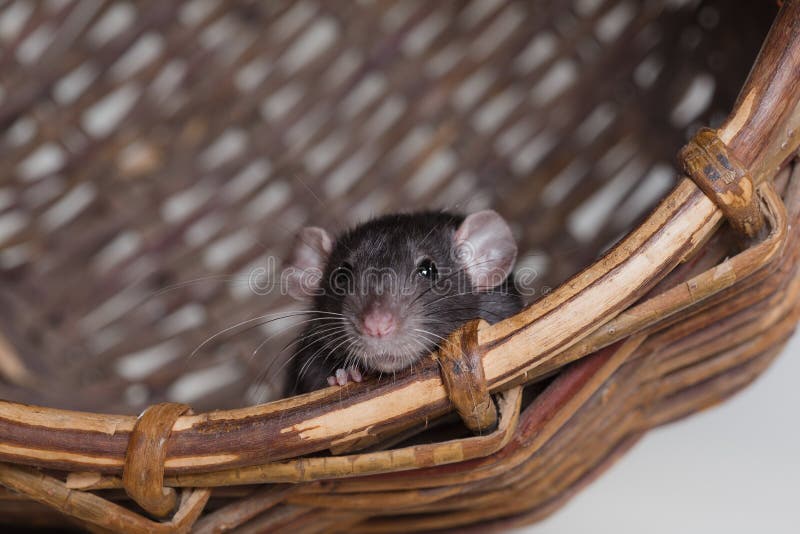 Brown domestic rat stock photo. Image of looking, hair - 50839536