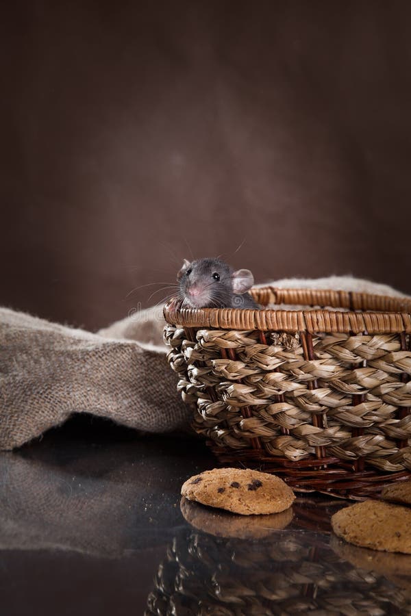 Brown domestic rat stock image. Image of asia, grey, africa - 50839323