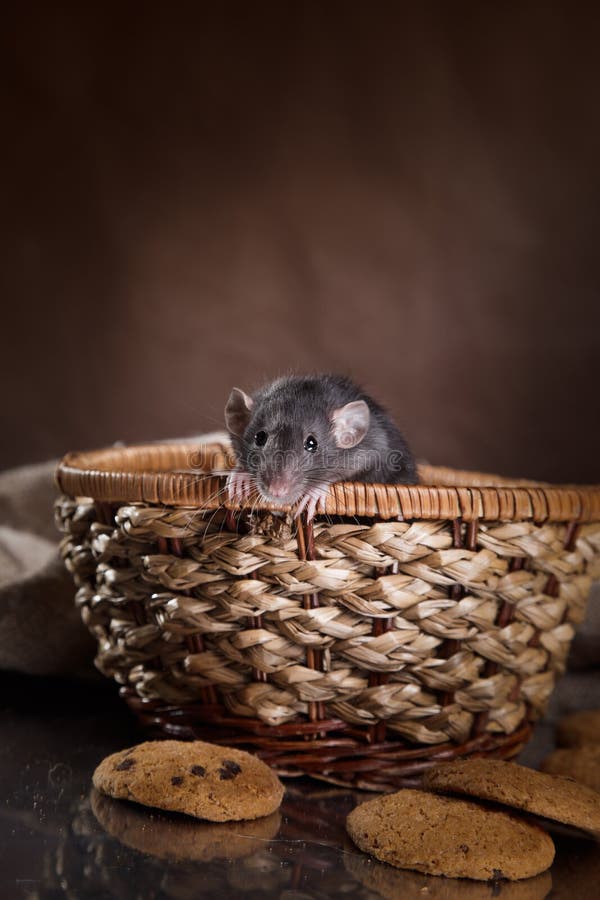 Brown domestic rat stock photo. Image of looking, hair - 50839536
