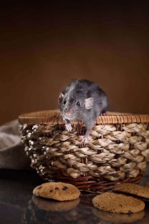 Brown domestic rat stock photo. Image of house, hair - 50839376