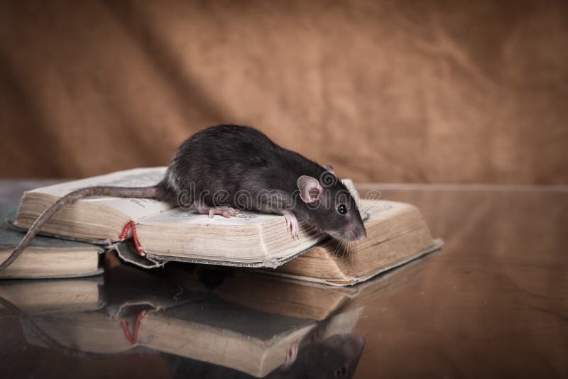 Brown domestic rat stock photo. Image of looking, hair - 50839536