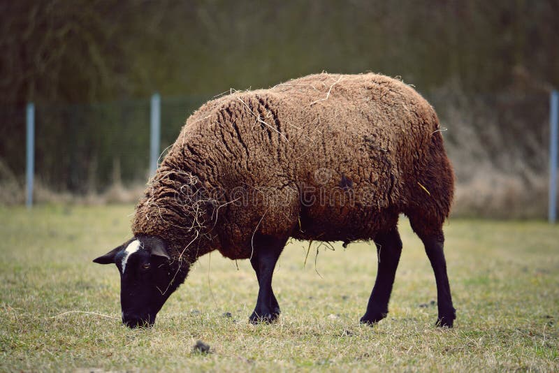 Brown domestic sheep stock image. Image of curly, rural - 38315563