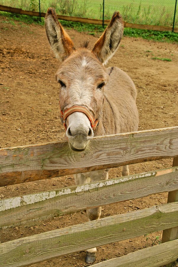 Brown donkey on the farm stock photo. Image of face, farm - 40585454