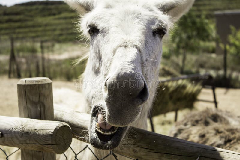 Brown donkey farm stock photo. Image of donkey, grey - 92054054
