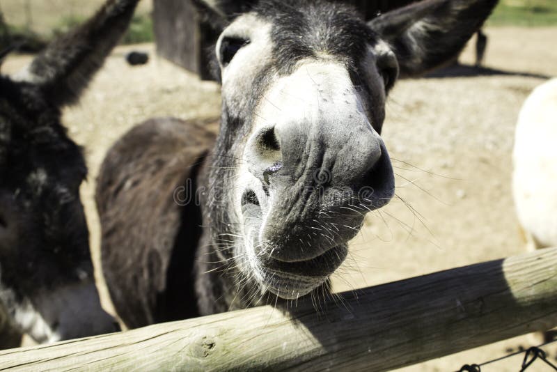 Brown donkey farm stock image. Image of food, farming - 92054103