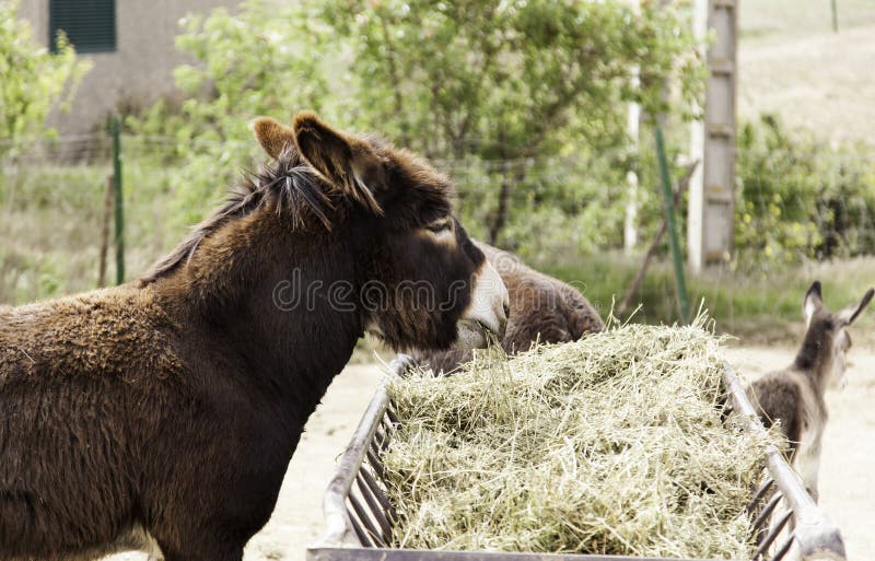 Brown donkey farm stock photo. Image of care, landscape - 93603186