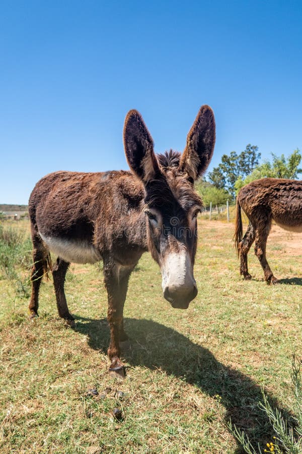 Brown donkey in a field stock image. Image of colors - 202092329