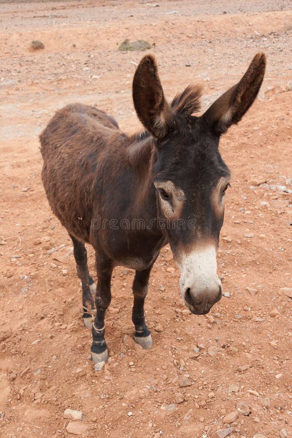 Brown donkey stock photo. Image of burro, grass, animal - 45972148