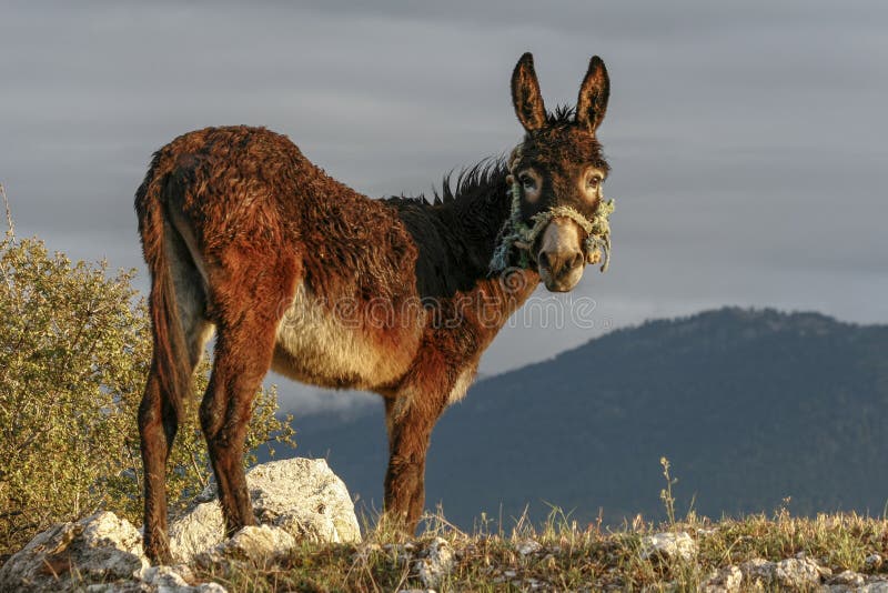 Brown Donkey Grazing in the Land in Turkey Stock Photo - Image of field ...