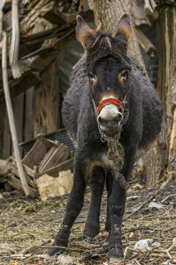 Brown Donkey Grazing in the Land Stock Photo - Image of close ...