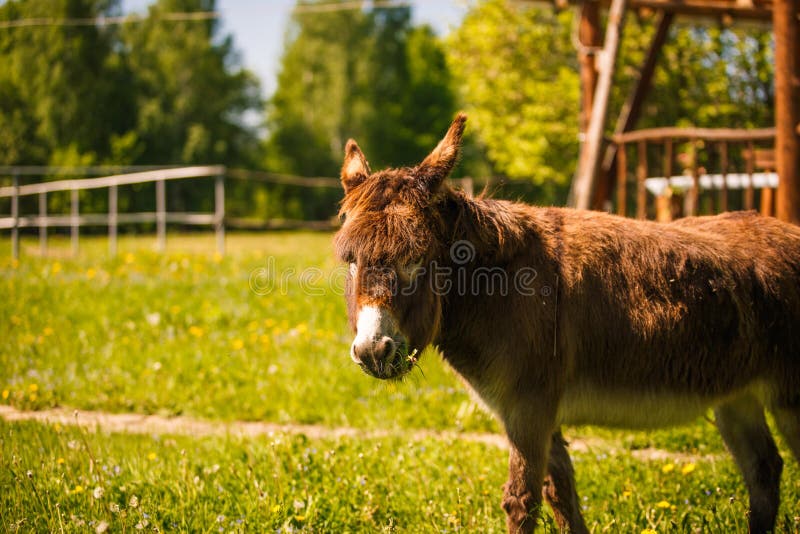The Brown Donkey Looks into the Frame. Stock Image - Image of capture ...