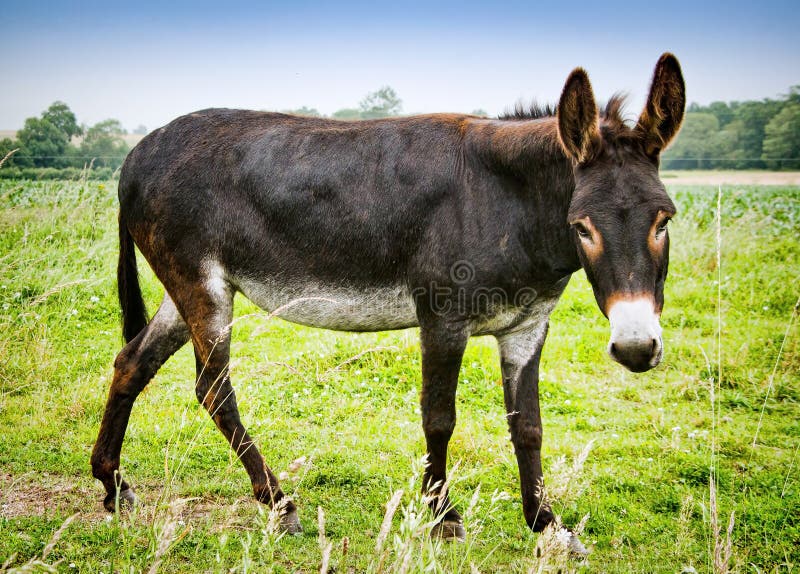 Brown Donkey on Meadow in France Stock Image - Image of summer, pasture ...