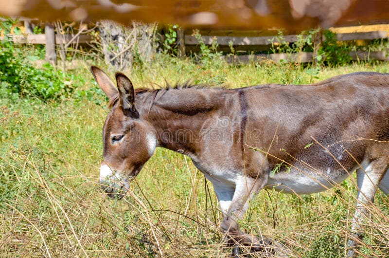 Brown donkey in the pen stock photo. Image of agriculture - 138570446