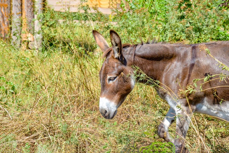 Brown donkey in the pen stock image. Image of park, animal - 138570375