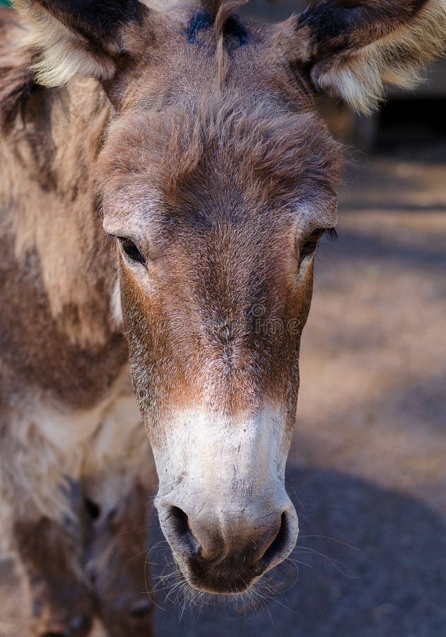 Brown Donkey Poses for a Photo Stock Image - Image of farm, mare: 183870157