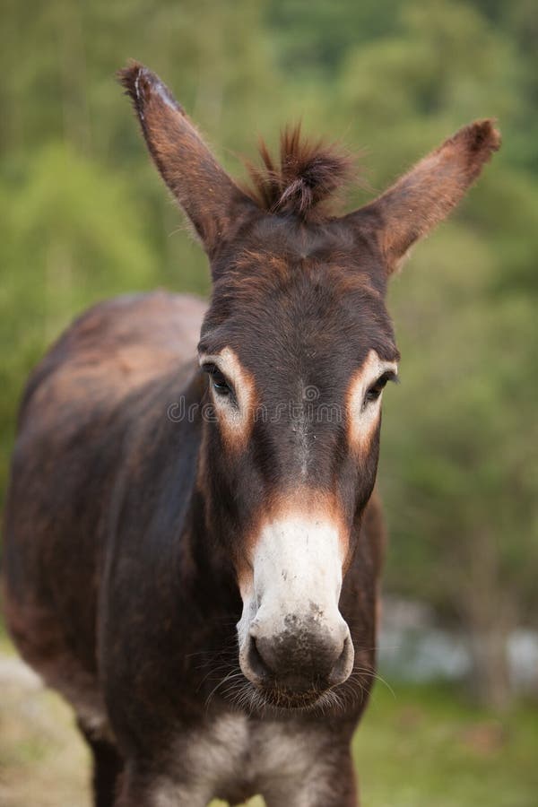 Brown donkey stock image. Image of burden, donkey, funny - 35459513