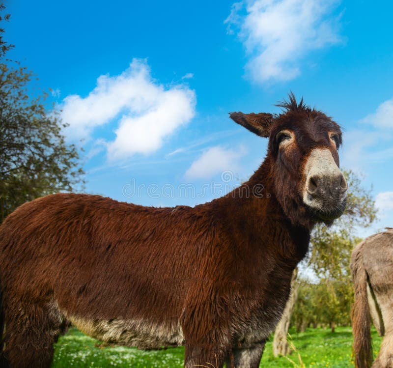 Brown Donkey Under a Blue Sky with Clouds Stock Image - Image of ears ...