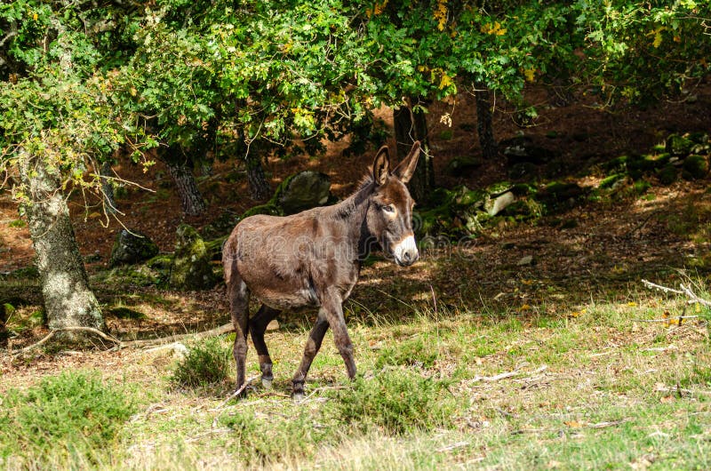 Brown Donkey Walking in a Forest Stock Photo - Image of wild, brown ...