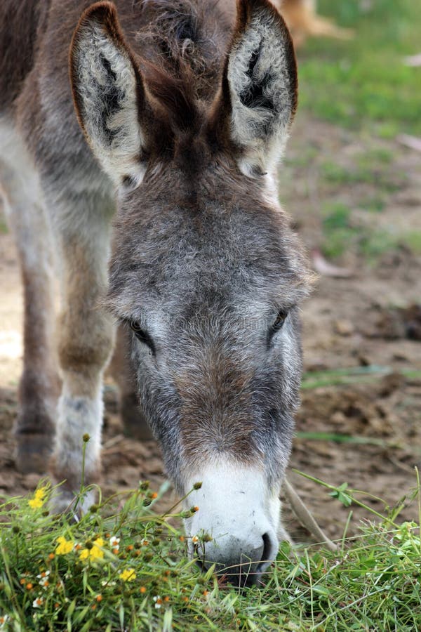 Happy grazing donkey stock image. Image of grazing, white - 199018753