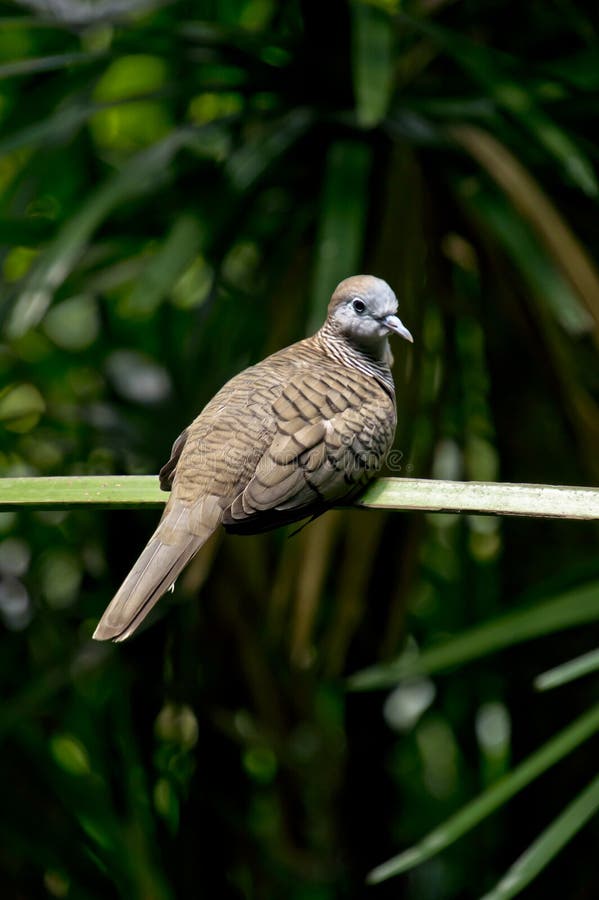 Brown dove stock photo. Image of dove, black, bird, flight - 21345372