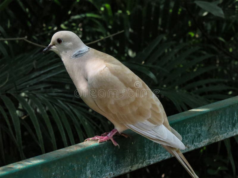 Brown Dove in Aviary, India Stock Image - Image of graceful, collection ...