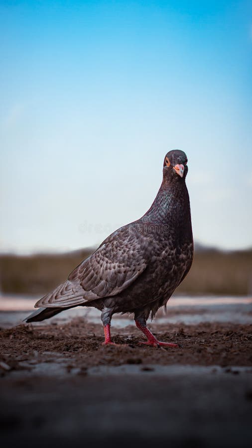 A Brown Dove Standing Tall. Stock Image - Image of rope, fowl: 224536761