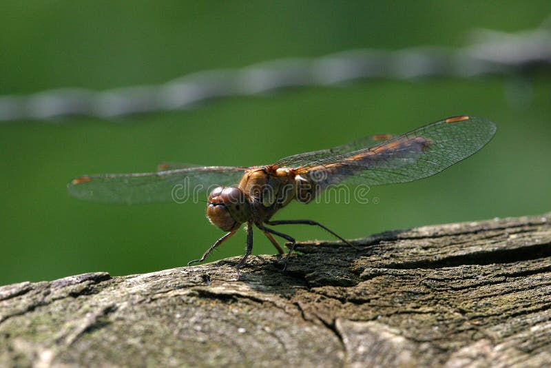 Brown dragonfly stock image. Image of predator, wood, dragonfly - 130837