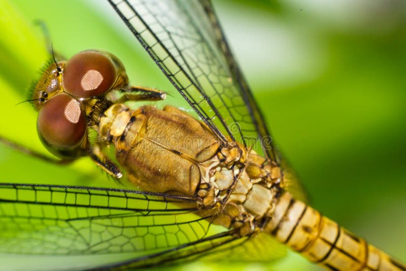 Brown Dragonfly stock image. Image of insect, isolated - 22031285