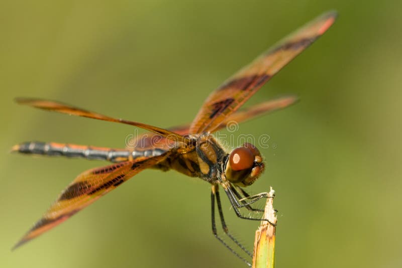 Brown dragonfly stock photo. Image of wing, nature, speed - 1347166